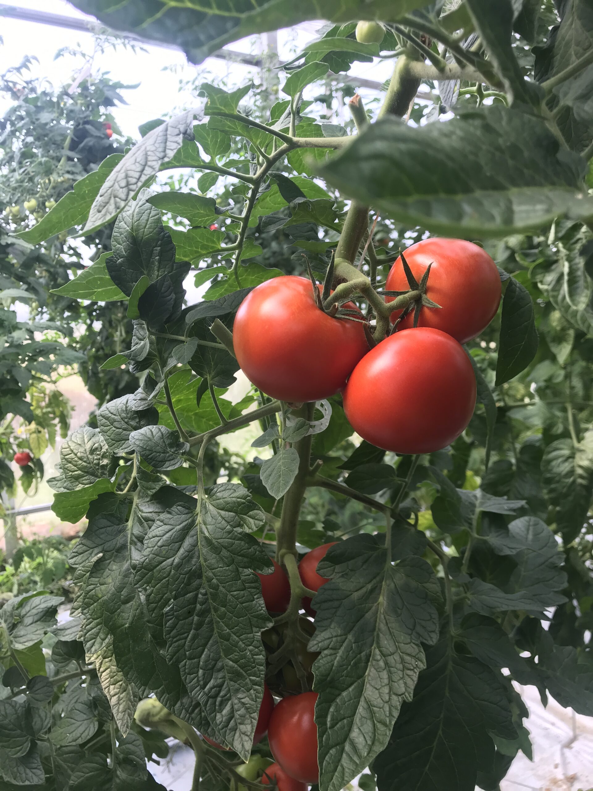 Tomati hooldamise ABC - METK nõuandeteenistus