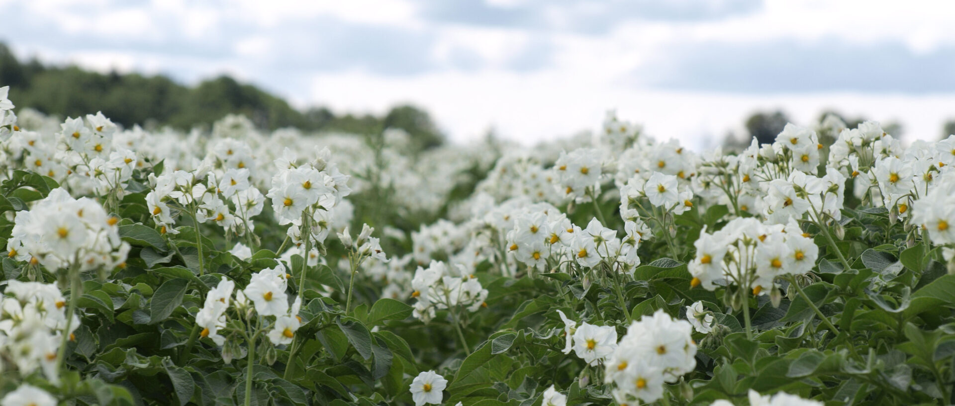 Kartuli saagikus erinevate lämmastikväetiste normidega - METK ...
