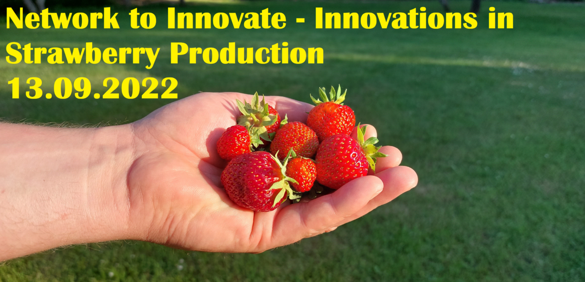 Network to innovate: Innovations in strawberry production